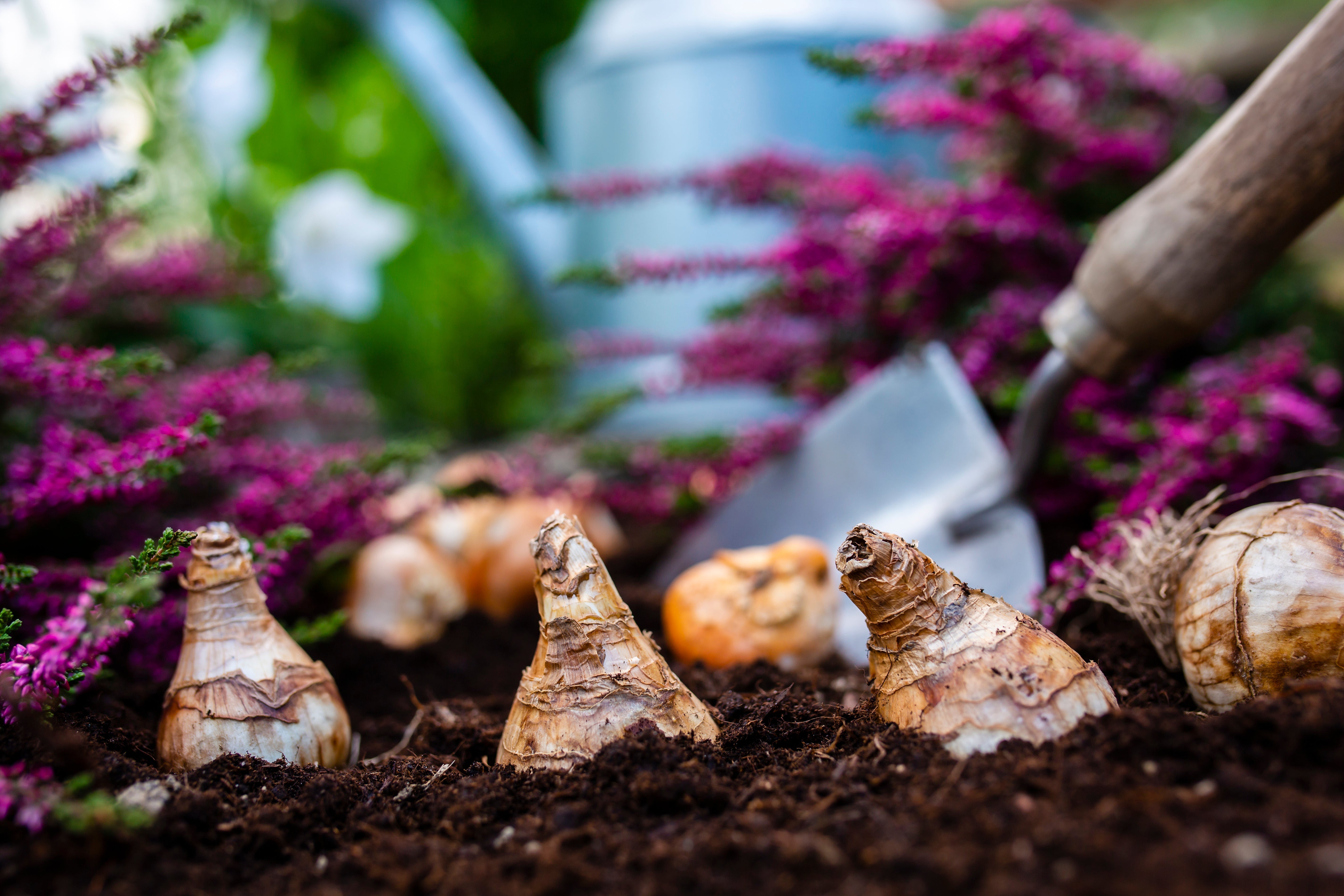 Best Flowering Bulbs to Plant in the Macedon Ranges This Autumn ...